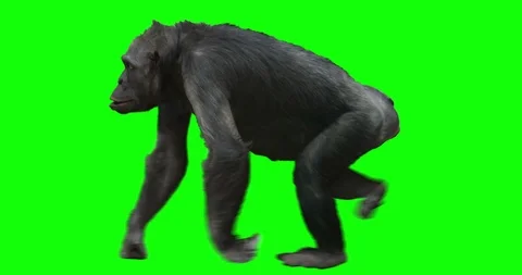 Ape Chimpanzee Walking. Green screen. | Stock Video | Pond5
