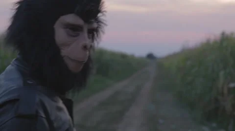 Ape Walking Stock Footage ~ Royalty Free Stock Videos | Pond5