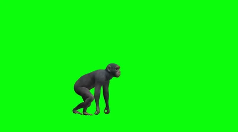 Ape walking profile green screen | Stock Video | Pond5