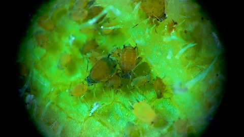 Aphid under a microscope, - aphid superf... | Stock Video | Pond5