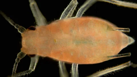 aphid under a microscope, an insect livi... | Stock Video | Pond5
