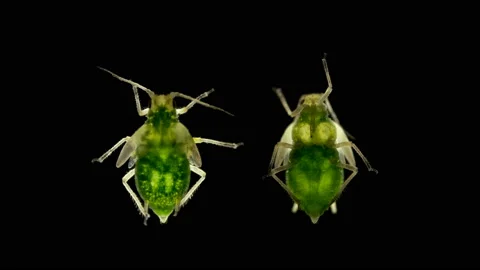 Aphid under a microscope, an insect livi... | Stock Video | Pond5