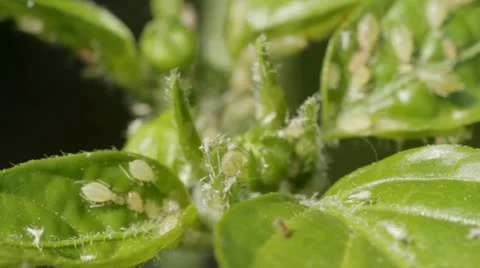 Aphids On Plant Stock Video Footage | Royalty Free Aphids On Plant ...