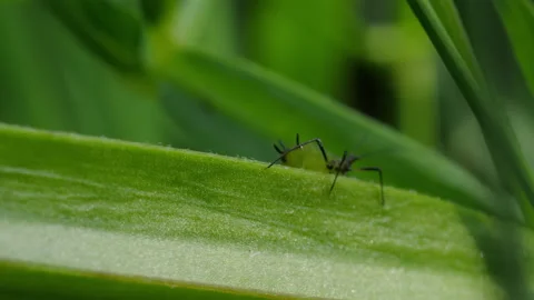 Aphids on the grass. Aphidomorpha Aphido... | Stock Video | Pond5