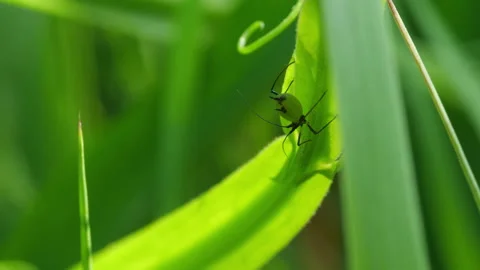 Aphids on the grass. Aphidomorpha Aphido... | Stock Video | Pond5