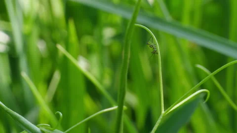 Aphids on the grass. Aphidomorpha Aphido... | Stock Video | Pond5