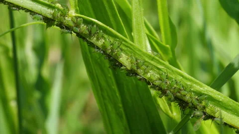Aphids on the grass. Aphidomorpha Aphido... | Stock Video | Pond5