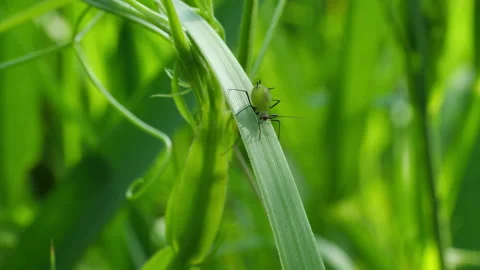 Aphids on the grass. Aphidomorpha Aphido... | Stock Video | Pond5