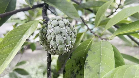 Aphids, weeds, worms custard apple. | Stock Video | Pond5
