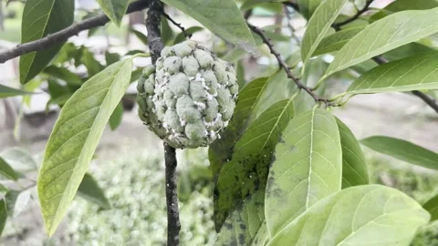 Aphids, weeds, worms custard apple. | Stock Video | Pond5