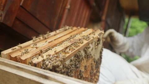 Apiarist taking the hive frames from a b... | Stock Video | Pond5