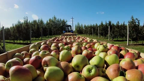 Becrop Apples Stock Videos – Royalty-Free HD & 4K Videos