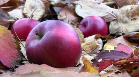 Apple Falling From Tree Stock Footage ~ Royalty Free Stock Videos | Pond5