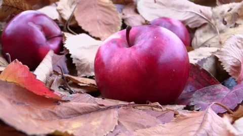 Apple Falling From Tree Stock Footage ~ Royalty Free Stock Videos | Pond5