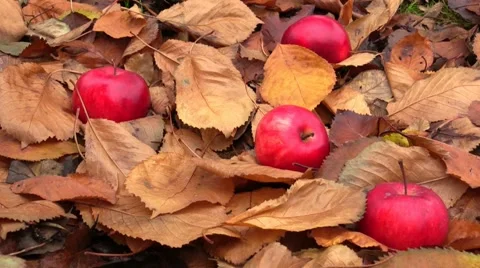 Apple Falling From Tree Stock Footage ~ Royalty Free Stock Videos | Pond5