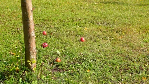 Apple Falling From Tree Stock Videos – Royalty-Free HD & 4K Videos | Pond5