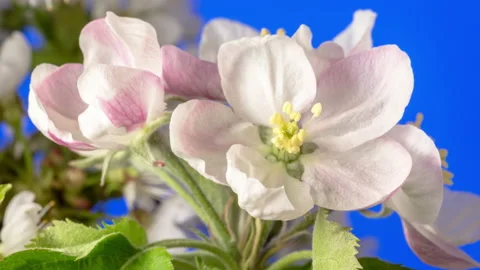 Time Lapse Tree Growing Stock Videos – Royalty-Free HD & 4K Videos