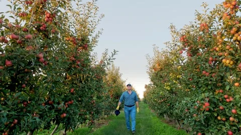 apple harvesting. apple farming. farmer ... | Stock Video | Pond5