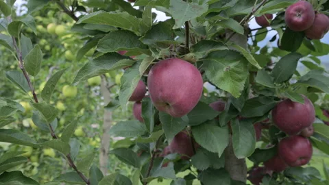 Green Apple Picture Stock Videos – Royalty-Free HD & 4K Videos | Pond5