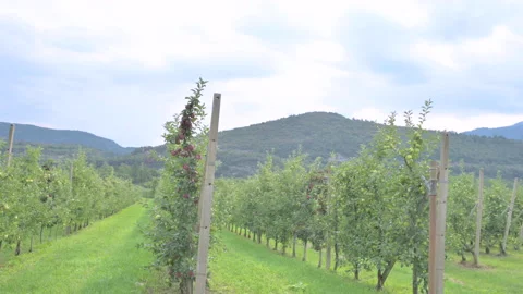 Apple Pictur Stock Videos – Royalty-Free HD & 4K Videos | Pond5