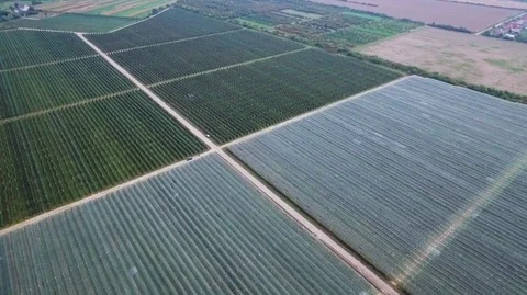 Apple Orchards With Bird's-eye View | Stock Video | Pond5
