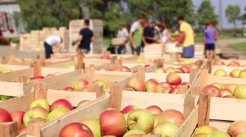 Apple picking and sorting on Farm | Stock Video | Pond5