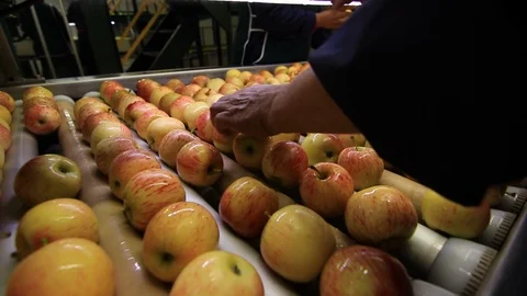 Apple processing factory - workers sort ... | Stock Video | Pond5