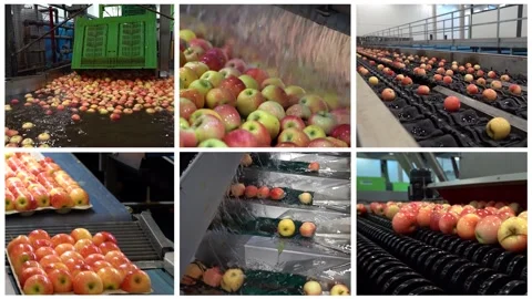 Apple Processing in Fruit Packing House ... | Stock Video | Pond5