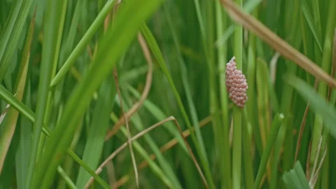 Apple snail eggs ready to hatch between ... | Stock Video | Pond5