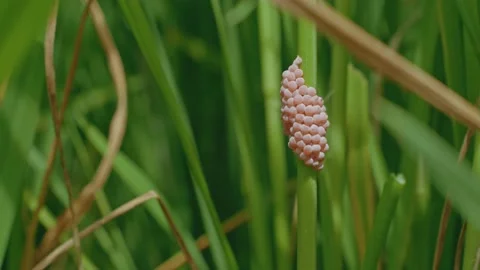 Apple snail eggs ready to hatch between ... | Stock Video | Pond5