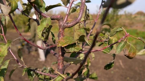 Apple tree. Man Cultivates Soil With Han... | Stock Video | Pond5