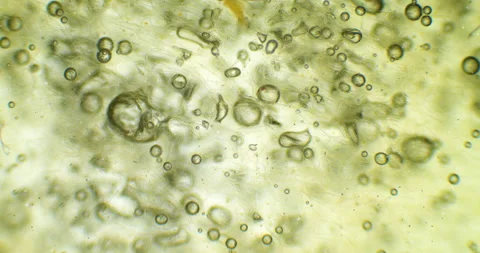 Apple under a microscope with floating b... | Stock Video | Pond5