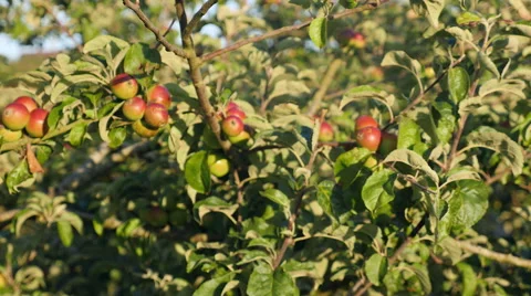 Slide Apples Stock Videos – Royalty-Free HD & 4K Videos | Pond5