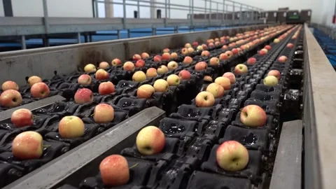 Apples on an Automatic Sorting Conveyor ... | Stock Video | Pond5