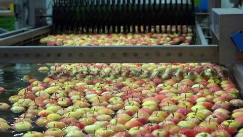 Apples Being Washed and Transported in W... | Stock Video | Pond5