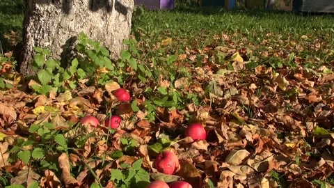Apples falling from apple tree | Stock Video | Pond5