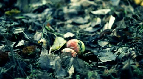 Apples Falling Stock Footage ~ Royalty Free Stock Videos | Pond5