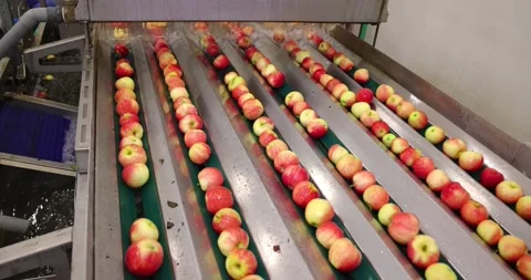 Fruit Packing Stock Video Footage | Royalty Free Fruit Packing Videos ...