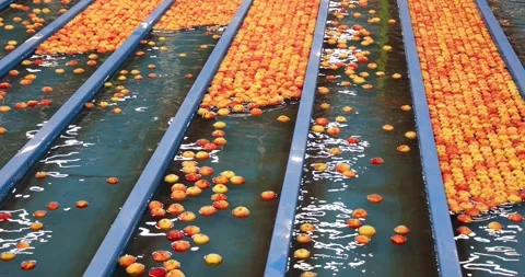 Fruit Packing Stock Video Footage | Royalty Free Fruit Packing Videos ...