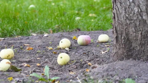 Apples on the ground fallen from the app... | Stock Video | Pond5