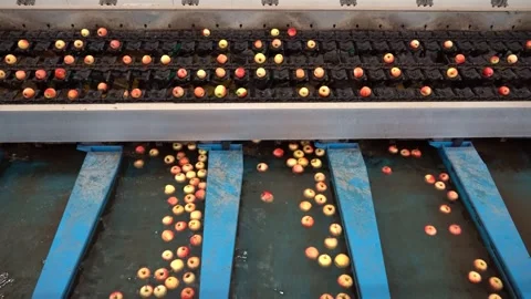 Apples On Sorting Conveyor Belt Coming O... | Stock Video | Pond5