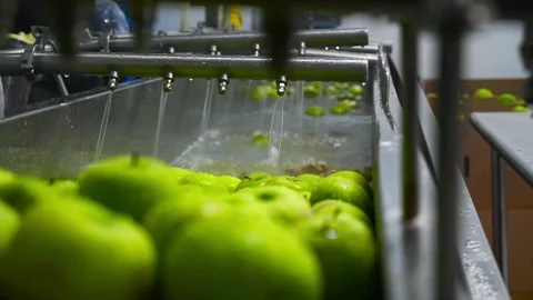 Apples washing on conveyor belt, automat... | Stock Video | Pond5