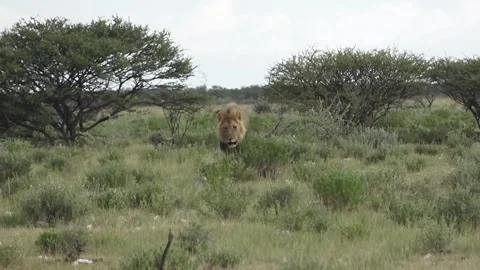 Continue Walking Stock Videos – Royalty-Free HD & 4K Videos | Page 2