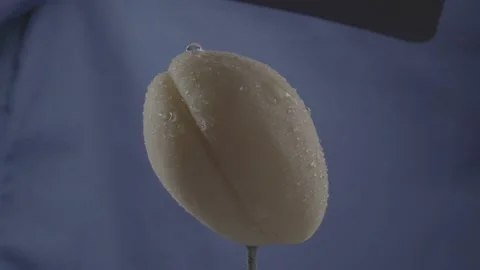 Apricot rotating with loop on blue scree... | Stock Video | Pond5