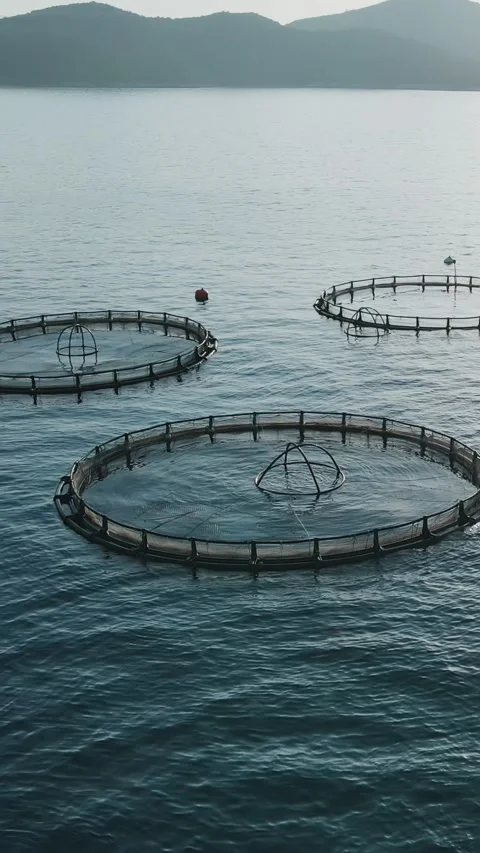 Aquaculture farming, fish growing cages ... | Stock Video | Pond5