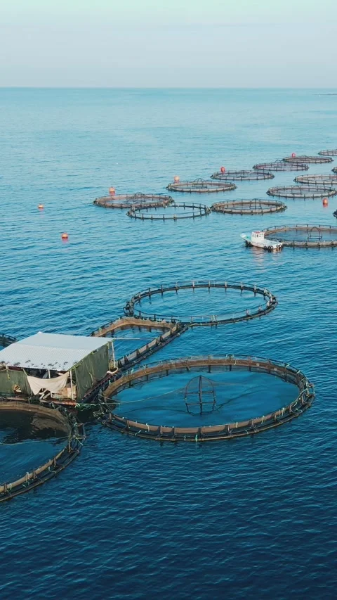 Aquaculture farming, fish growing cages ... | Stock Video | Pond5