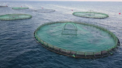 Aquaculture farming, fish growing cages ... | Stock Video | Pond5