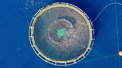 Aquaculture floating fish farming with s... | Stock Video | Pond5