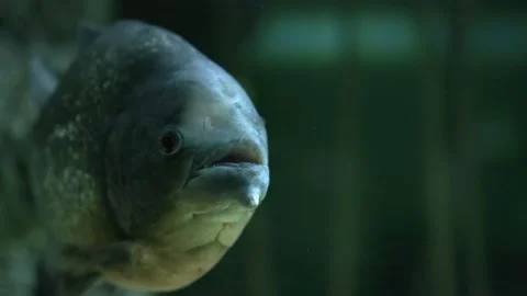 Piranha Teeth Stock Videos – Royalty-Free HD & 4K Videos | Pond5