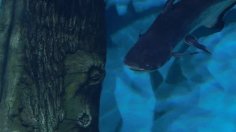 Aquarium. Bright blue background. Catfis... | Stock Video | Pond5